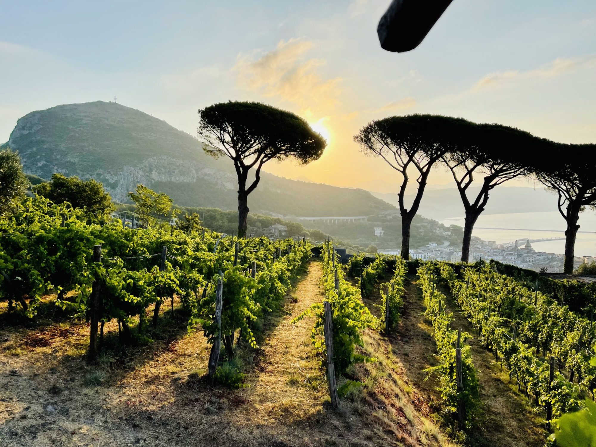 Le Vigne di Raito - Dream Your Italy