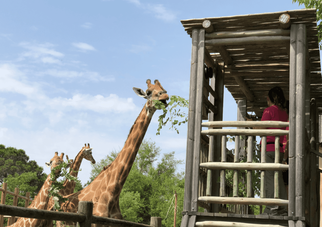 Close Encounter with the Giraffe – Parco Zoo Punta Verde - dream your Italy